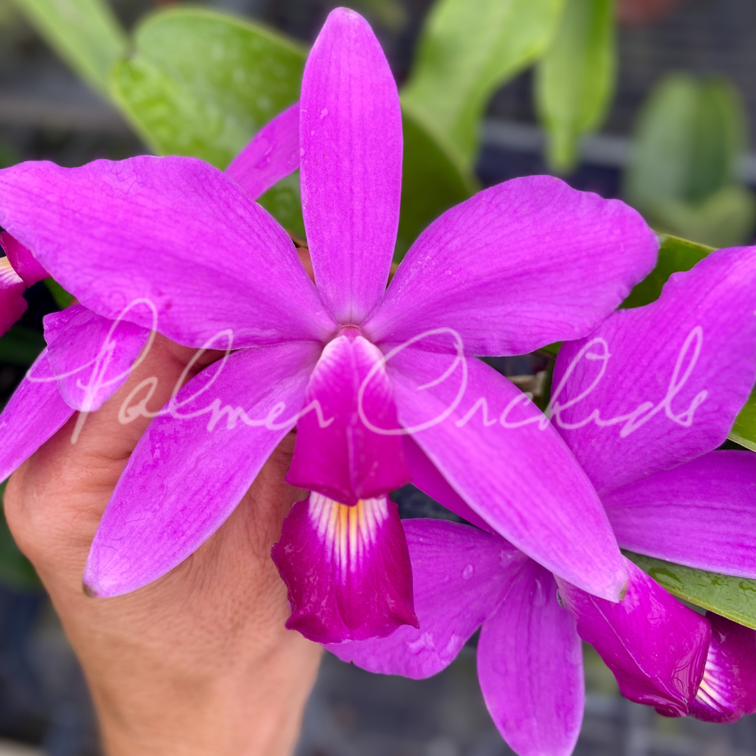 Cattleya — Palmer Orchids