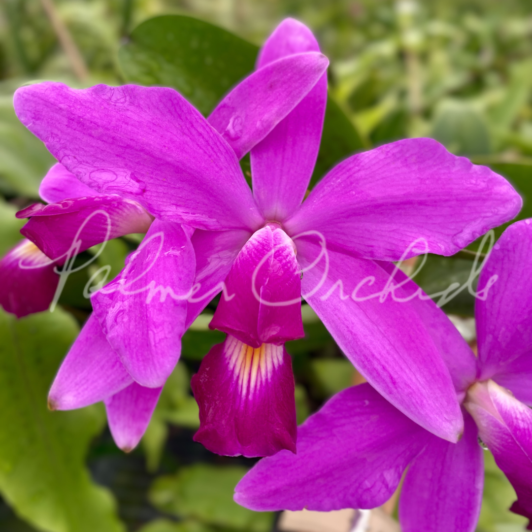 Cattleya violacea 'Big Jane' — Palmer Orchids