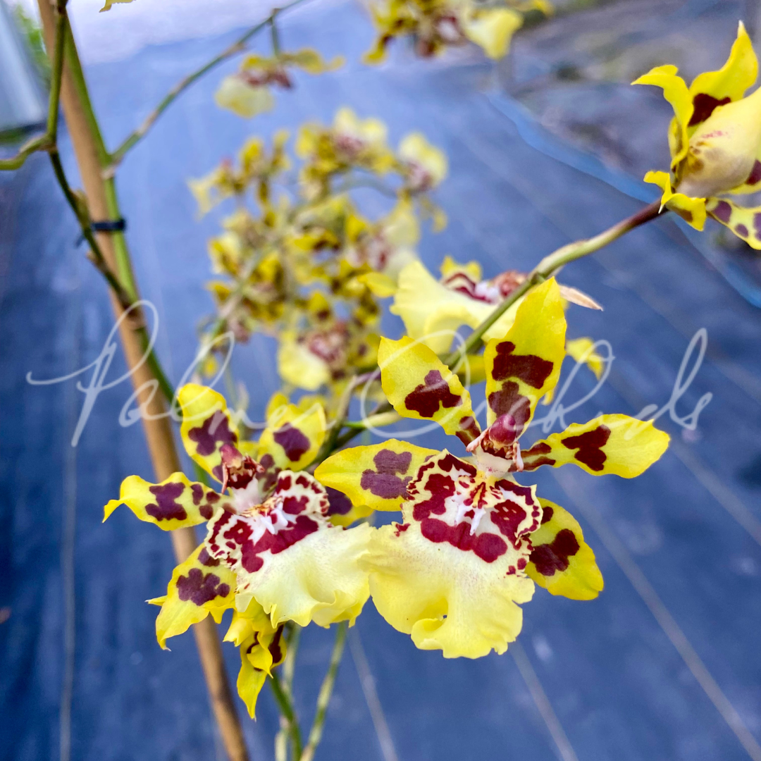 Ons. Wildcat '1229' — Palmer Orchids