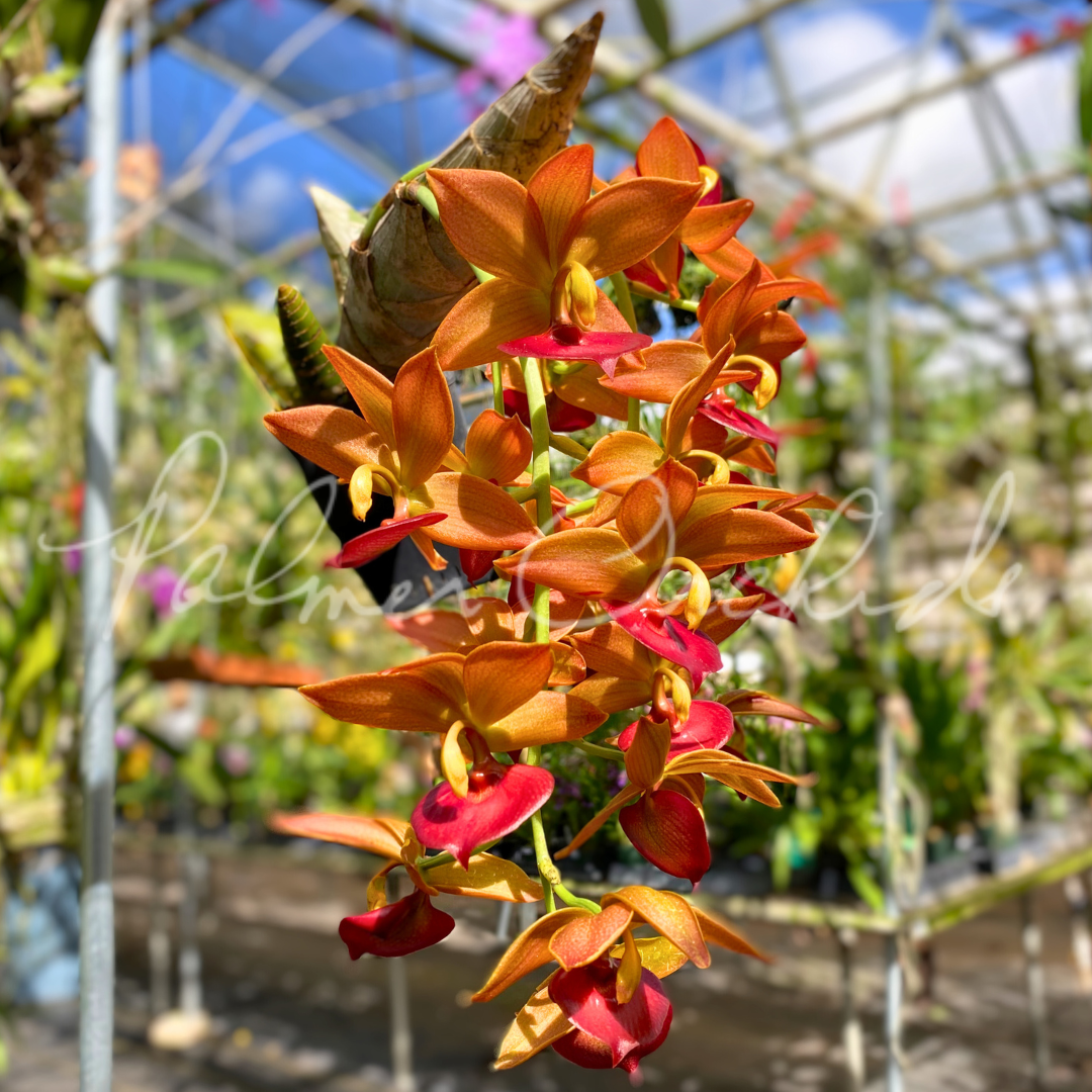 Cycd. Taiwan Gold — Palmer Orchids