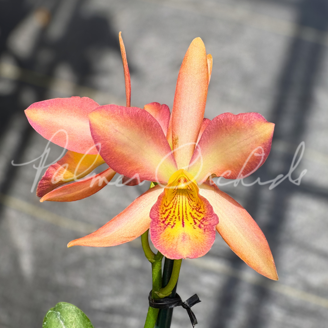 Rth. Carolina Orange D'Or x Gcy. Kyoguchi — Palmer Orchids