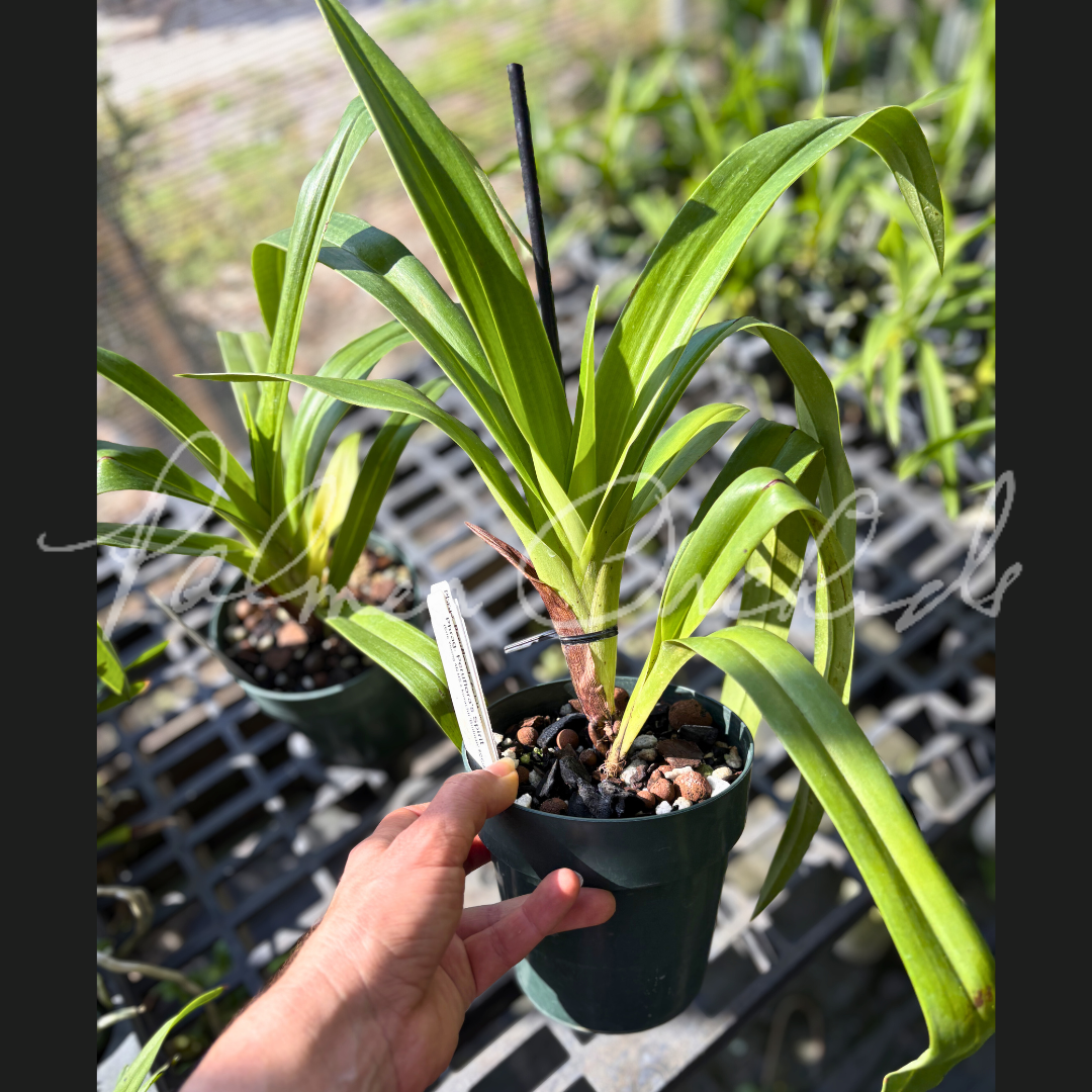 Phrag. Peruflora’s Spirit — Palmer Orchids