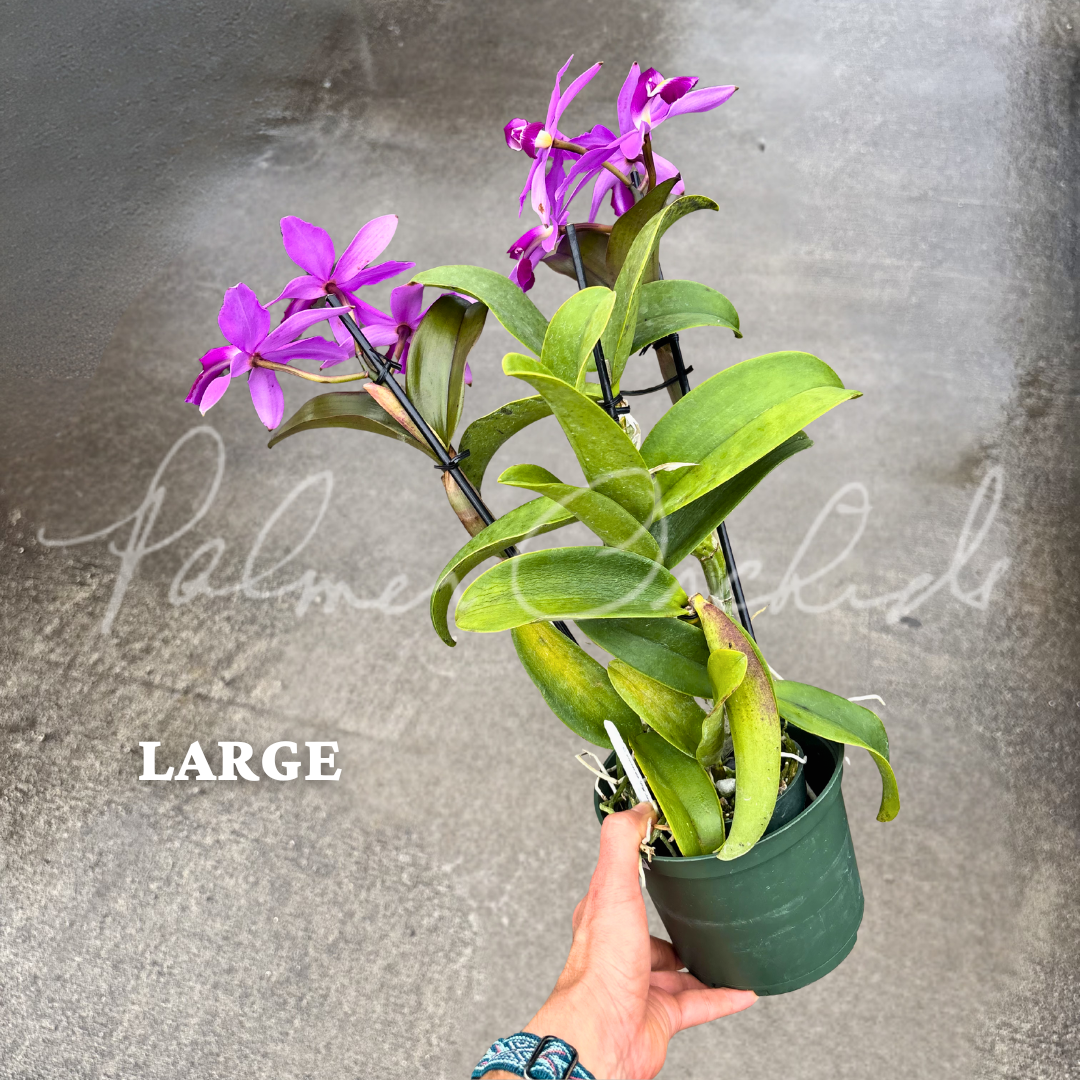 Cattleya violacea 'Big Jane' — Palmer Orchids