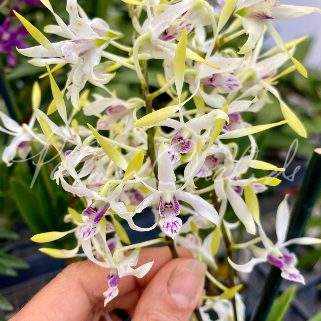 Den. QF Hawaiian Magic — Palmer Orchids