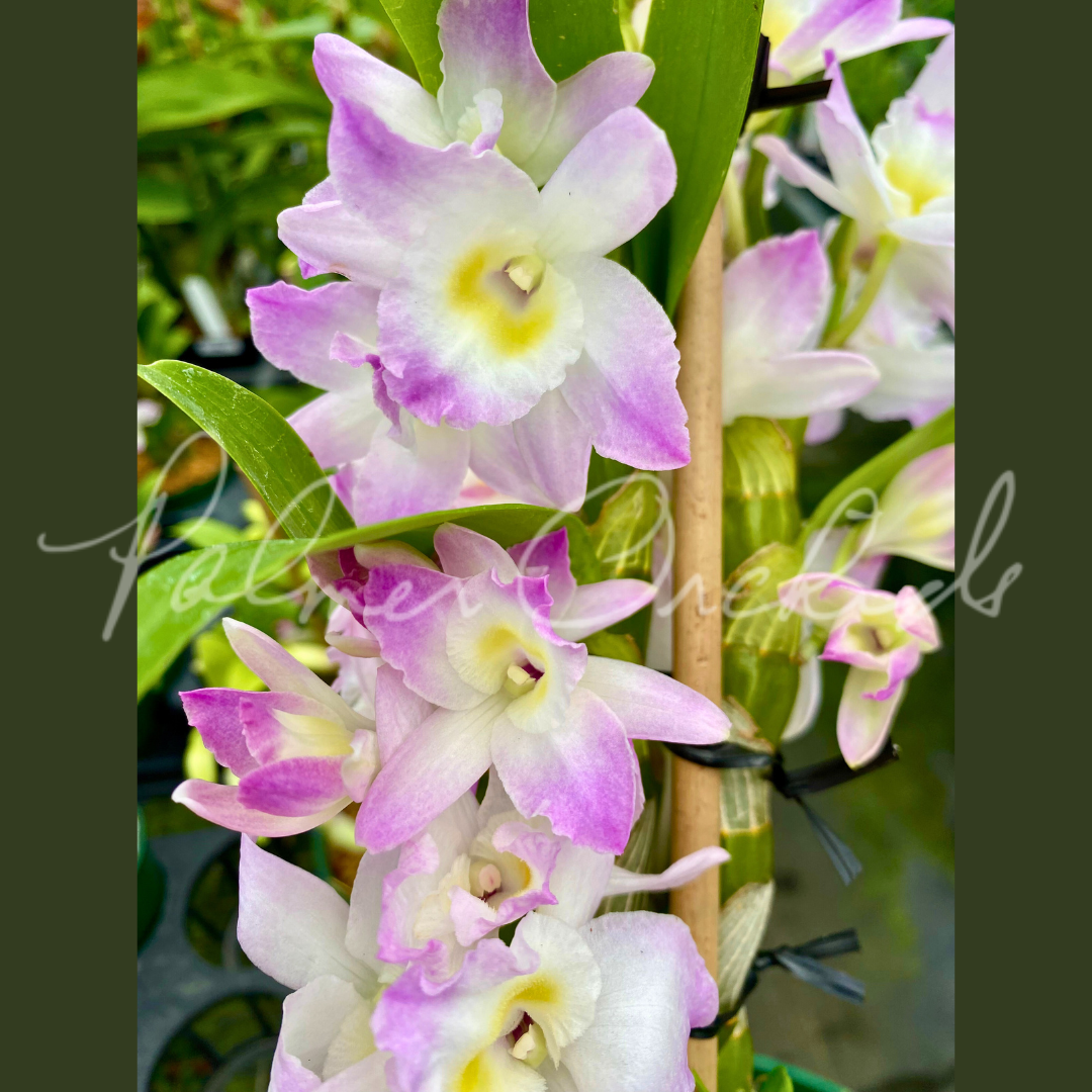 Den. Fancy Angel — Palmer Orchids