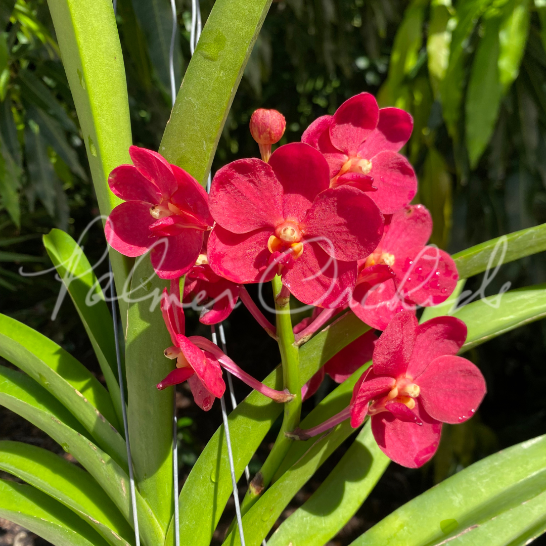 Vanda — Palmer Orchids