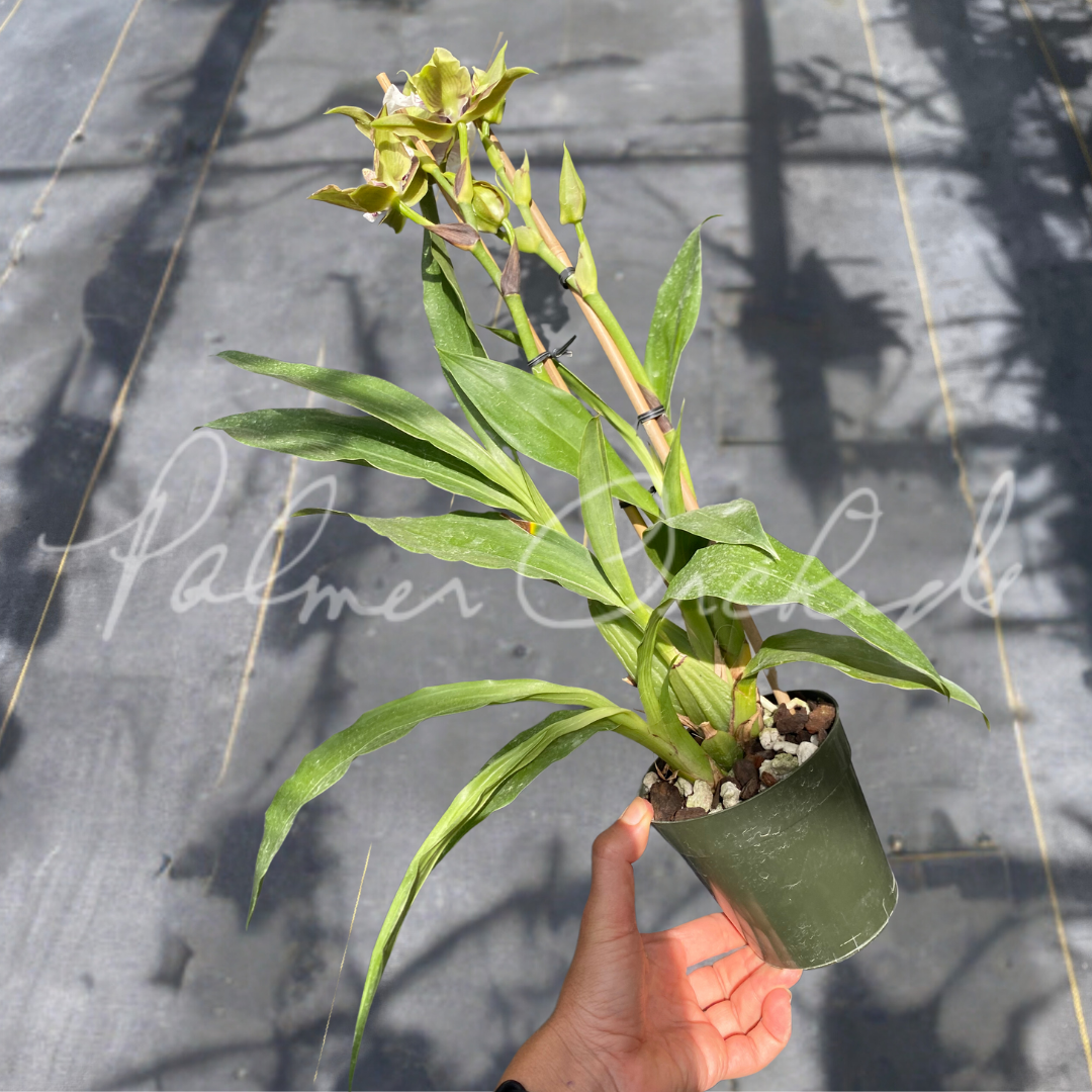 Zglm. Rhein Moonlight 'Peloric' — Palmer Orchids