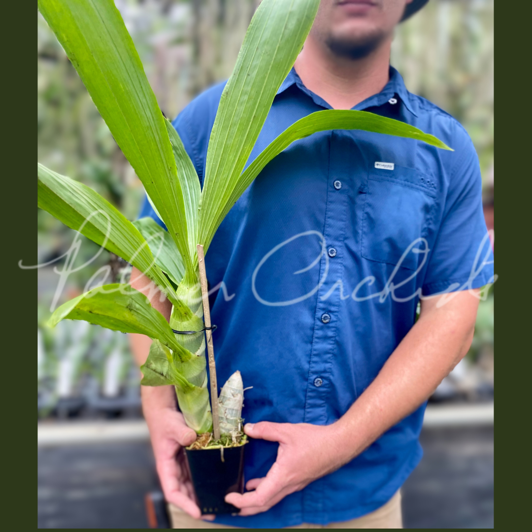 Cycd. Taiwan Gold — Palmer Orchids