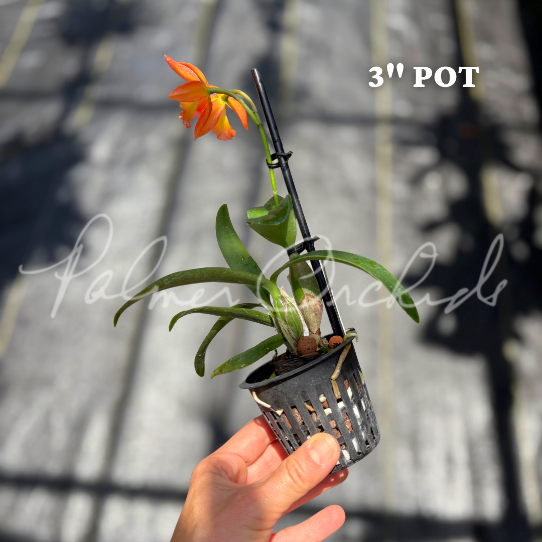 Rth. Carolina Orange D'Or x Gcy. Kyoguchi — Palmer Orchids