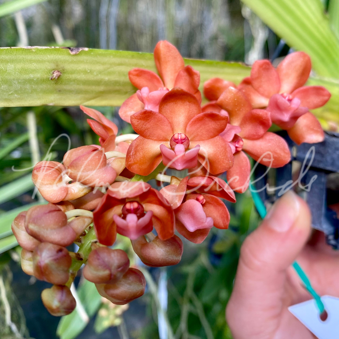 Rhynchostylis gigantea 'Super Tangerine' — Palmer Orchids