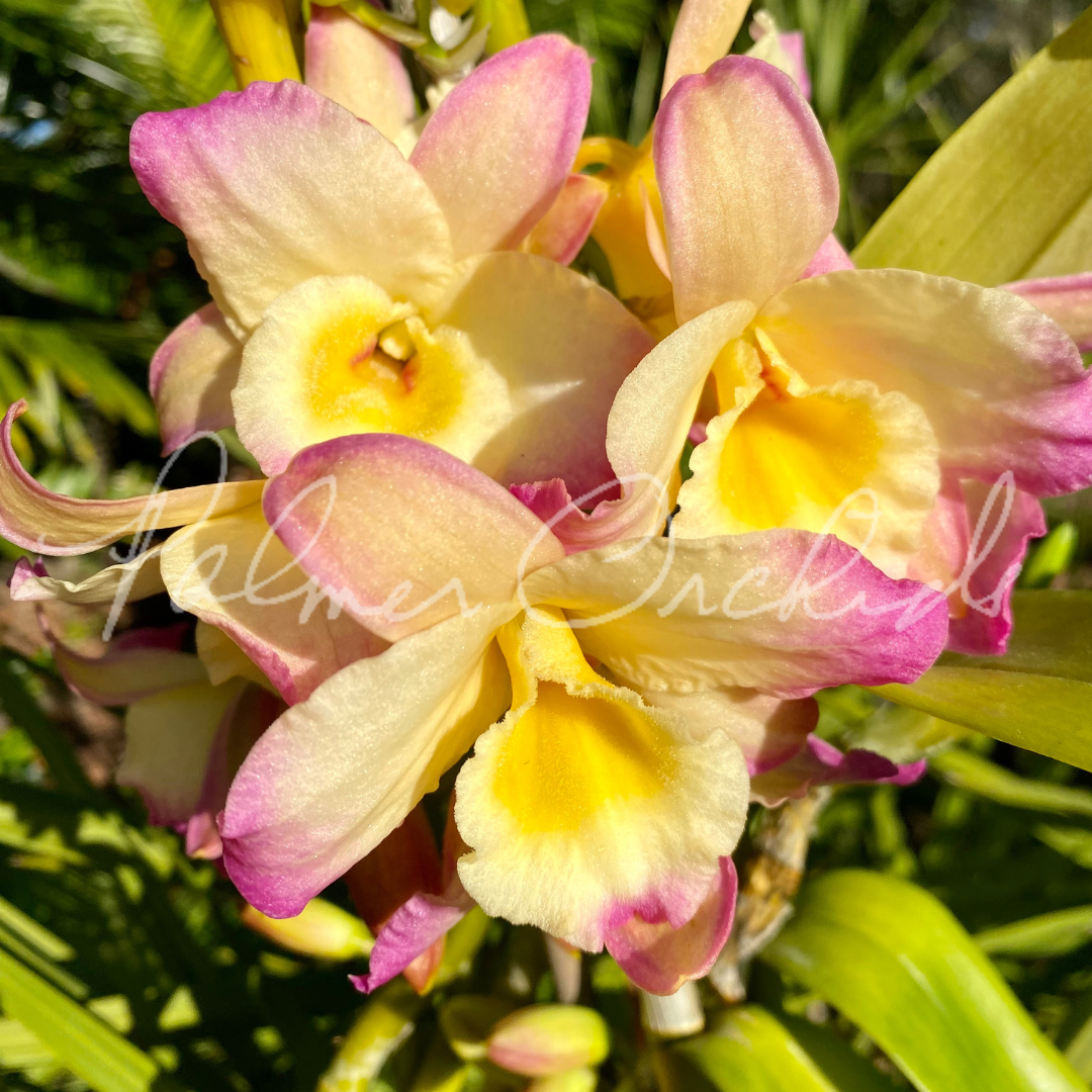 Nobile-Type Dendrobium 4-Pack — Palmer Orchids
