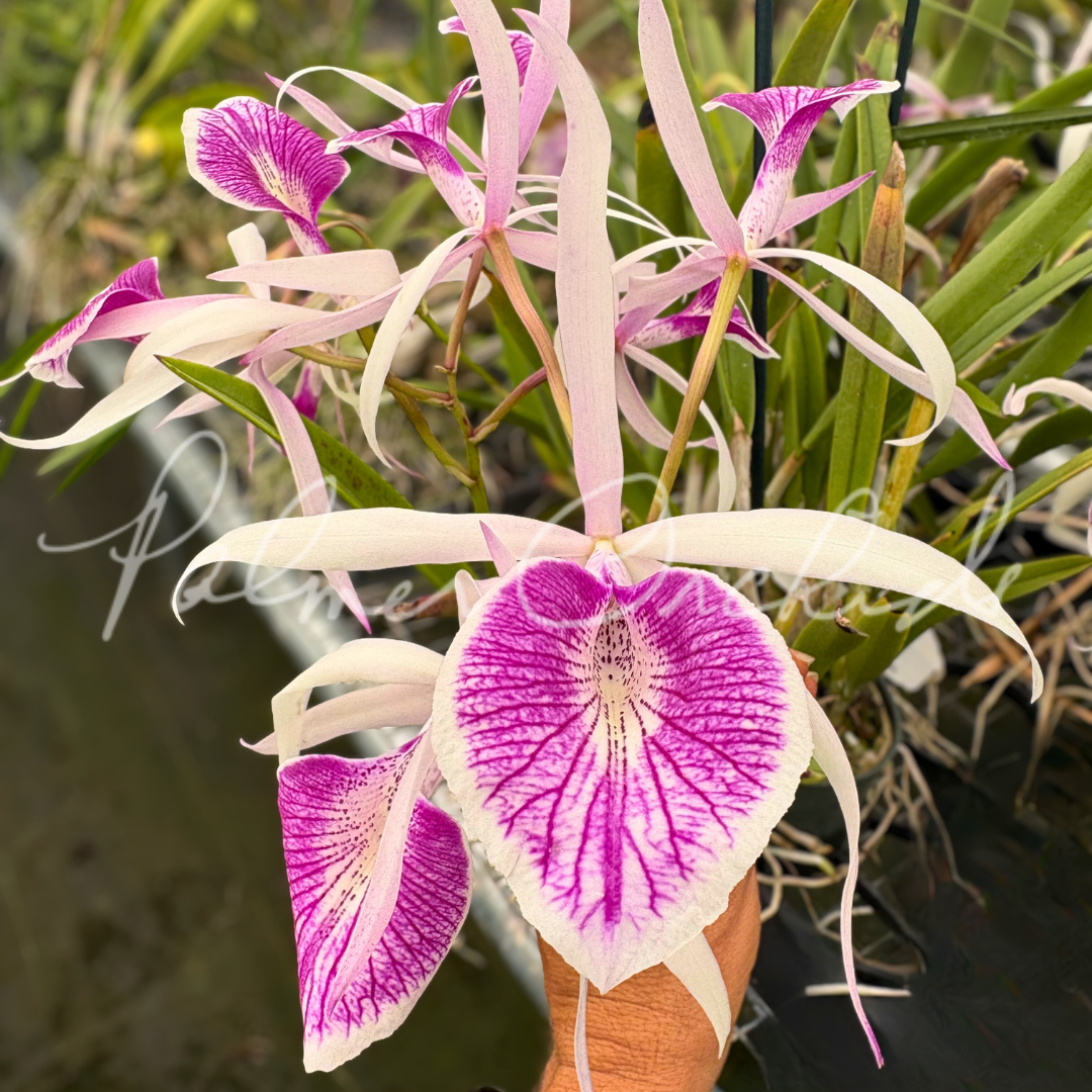 Rlc. Terumi Kaneko — Palmer Orchids