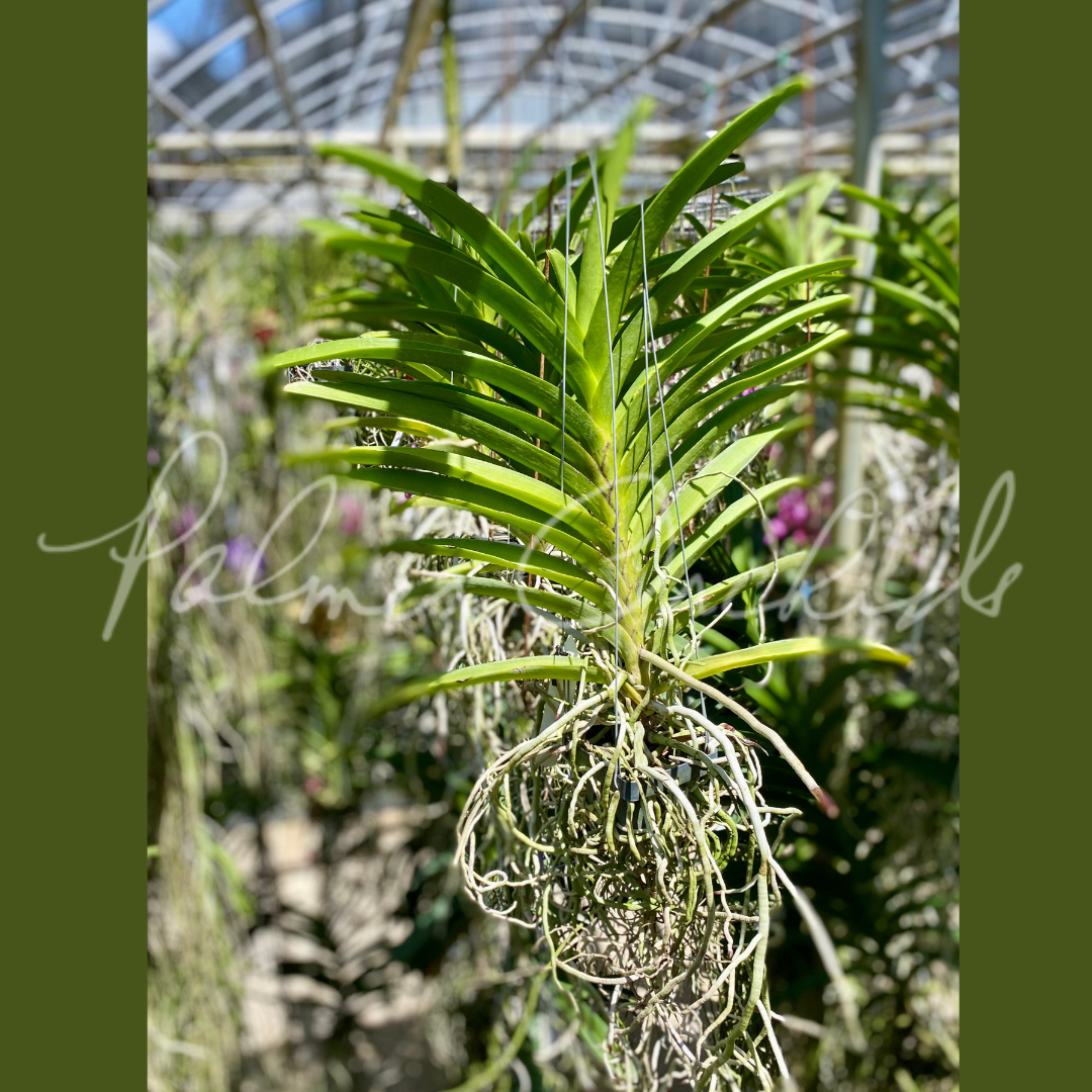 Vanda Jane Edgley — Palmer Orchids