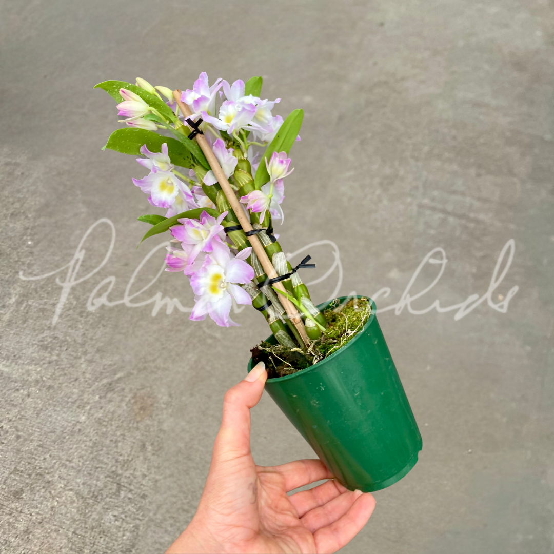 Den. Fancy Angel — Palmer Orchids