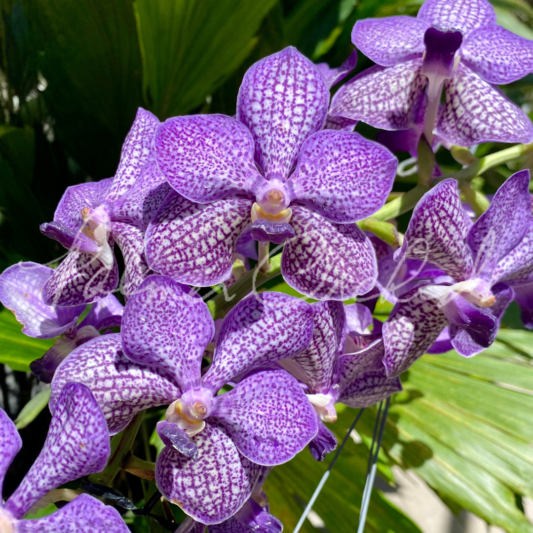 Van. John Farrar 'George's Delight' AM/AOS — Palmer Orchids