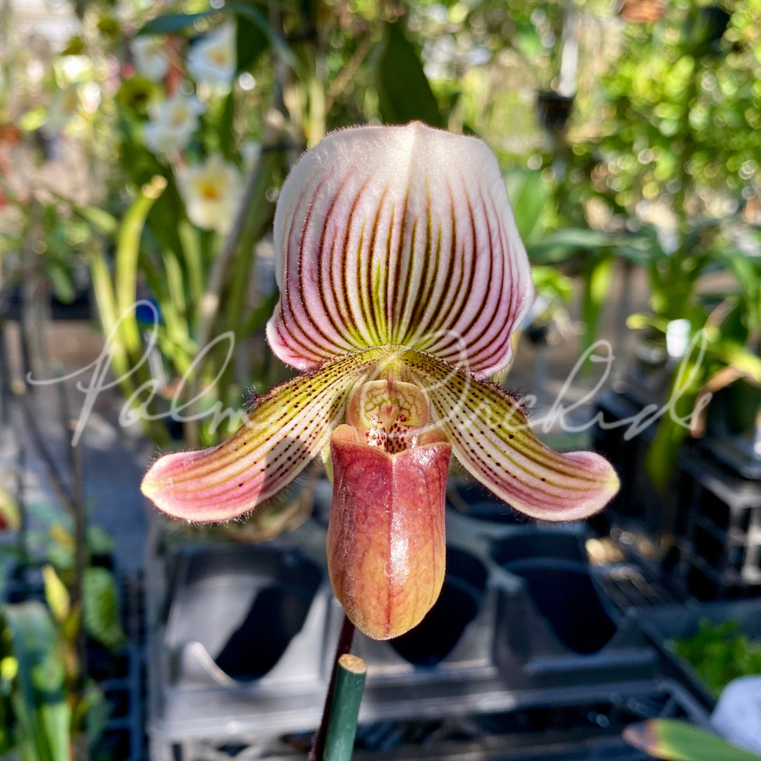 Paphs and Phrags — Palmer Orchids