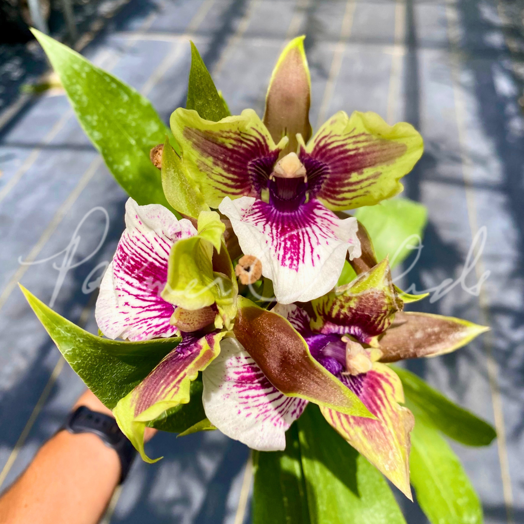 Zglm. Rhein Moonlight 'Peloric' — Palmer Orchids