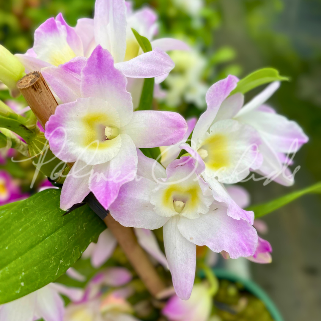 Den. Fancy Angel — Palmer Orchids