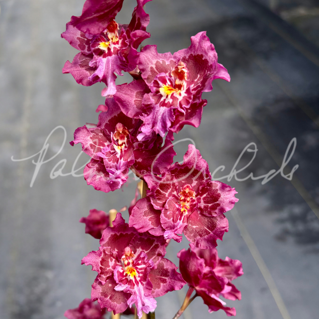 Oncidium — Palmer Orchids