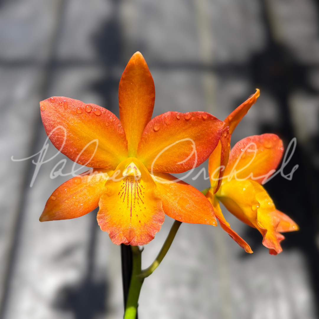 Rth. Carolina Orange D'Or x Gcy. Kyoguchi — Palmer Orchids