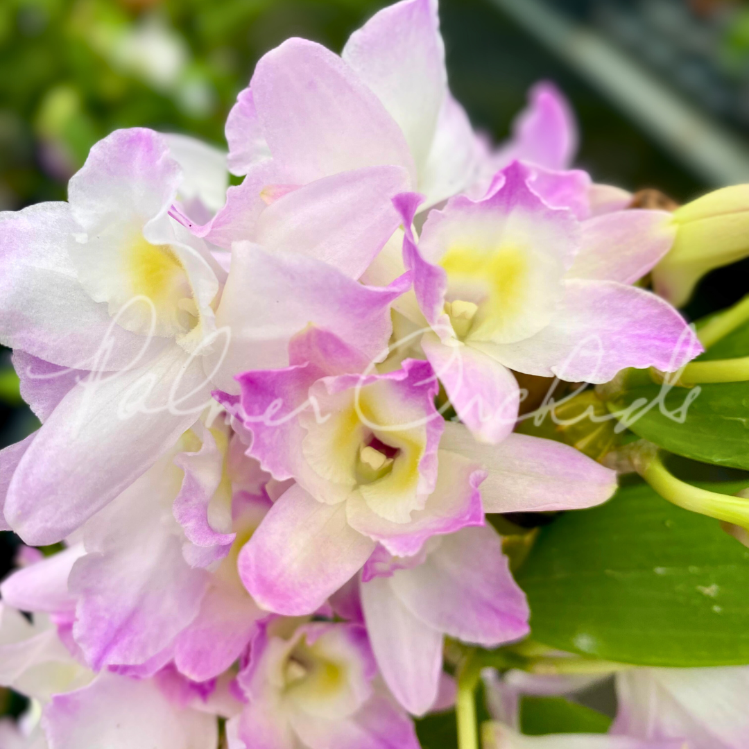 Den. Fancy Angel — Palmer Orchids