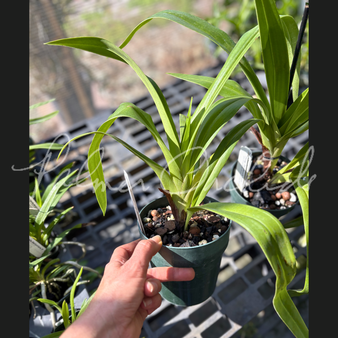 Phrag. Peruflora’s Spirit — Palmer Orchids