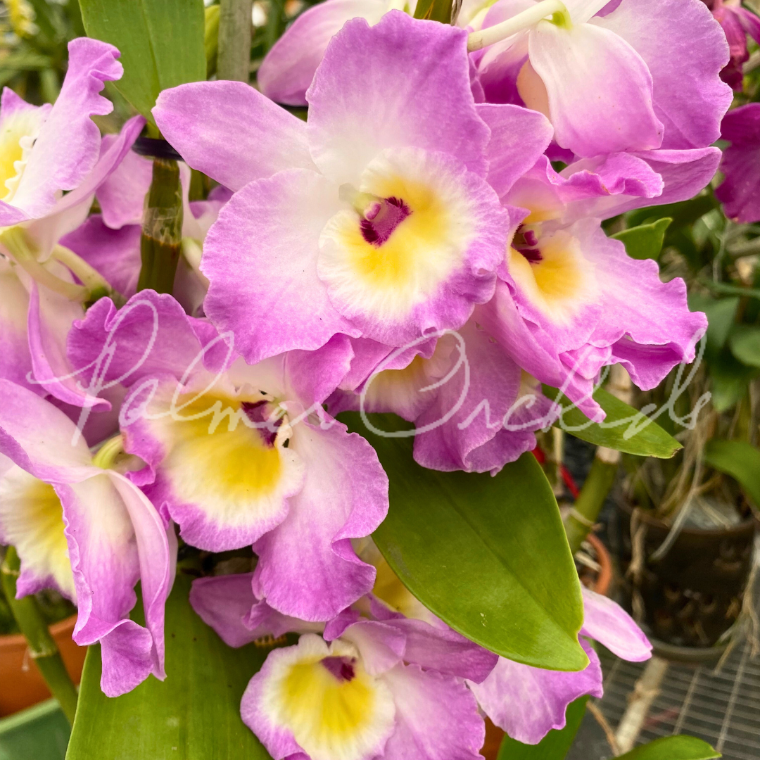 Nobile-Type Dendrobium 4-Pack — Palmer Orchids