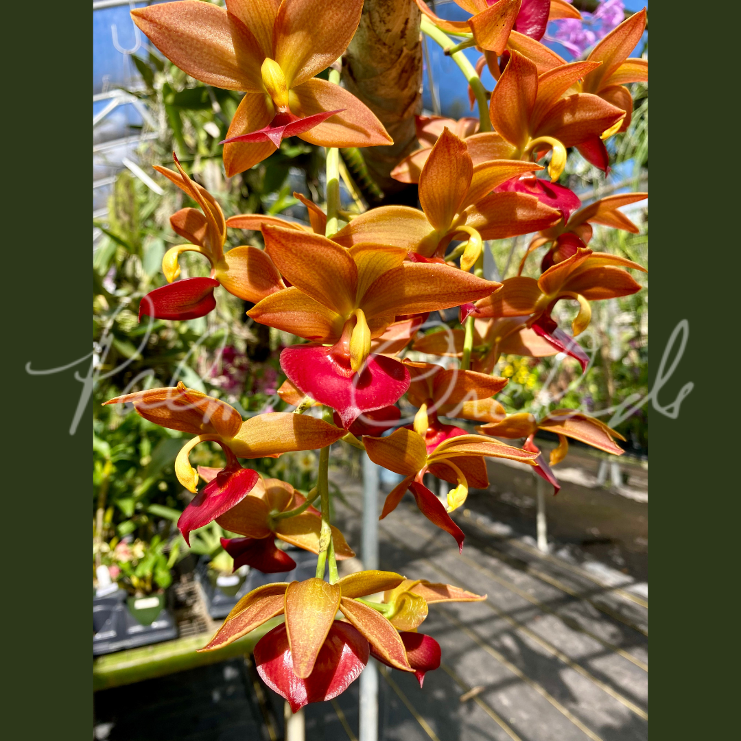 Cycd. Taiwan Gold — Palmer Orchids