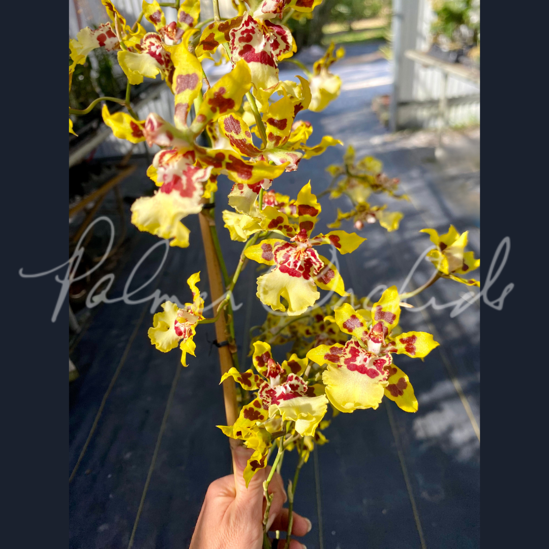 Ons. Wildcat '1229' — Palmer Orchids