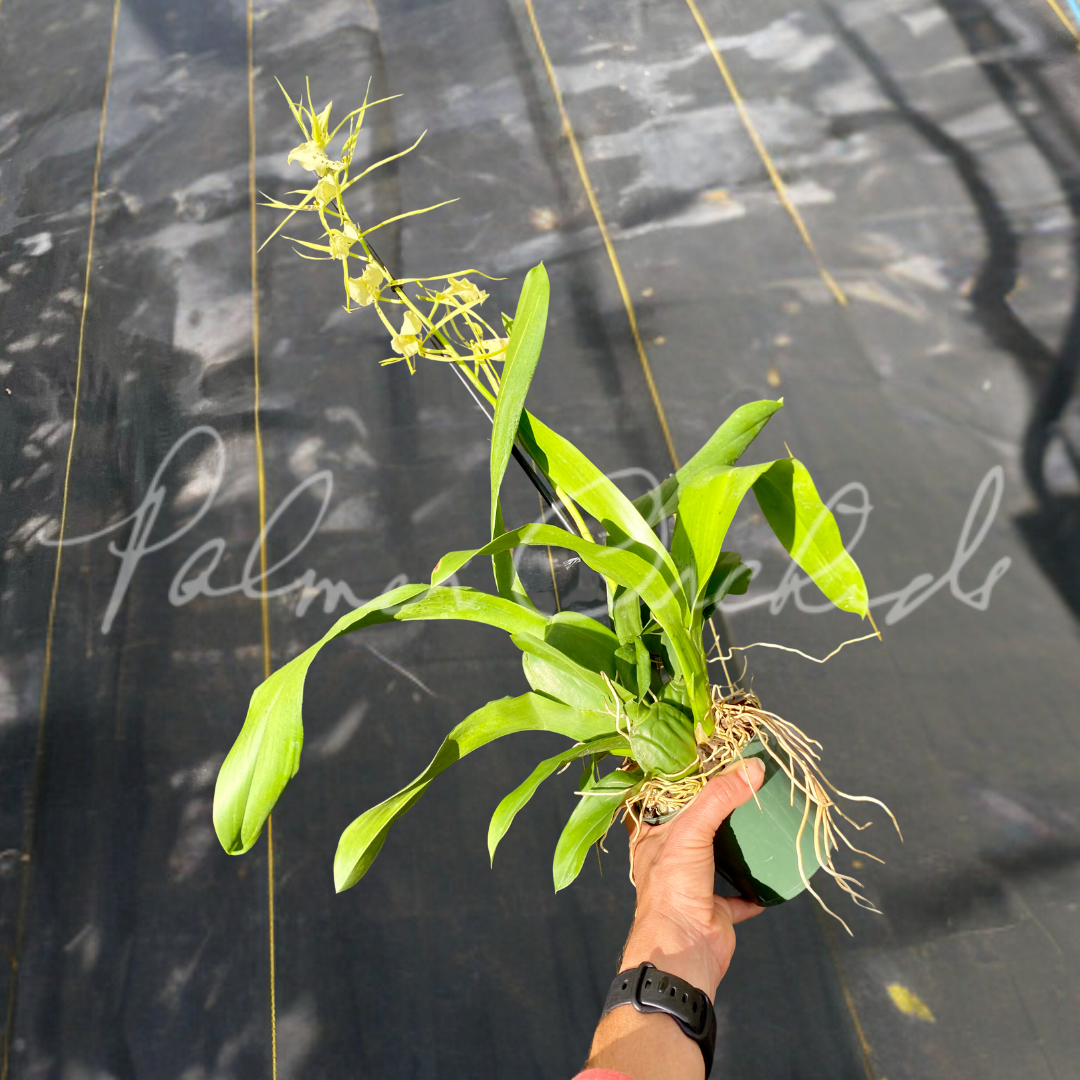 Brassia Rex — Palmer Orchids