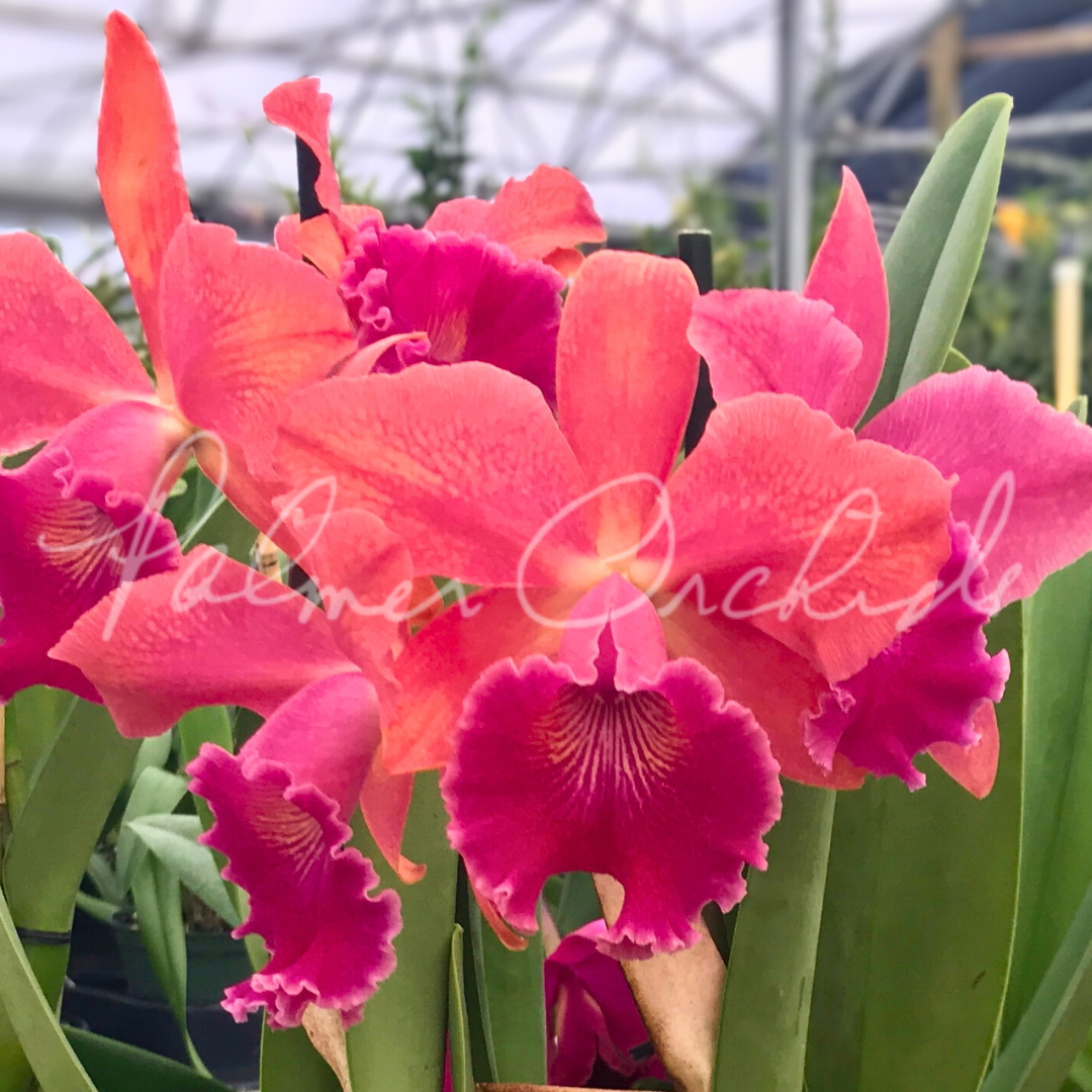 Rlc. Regal Red — Palmer Orchids