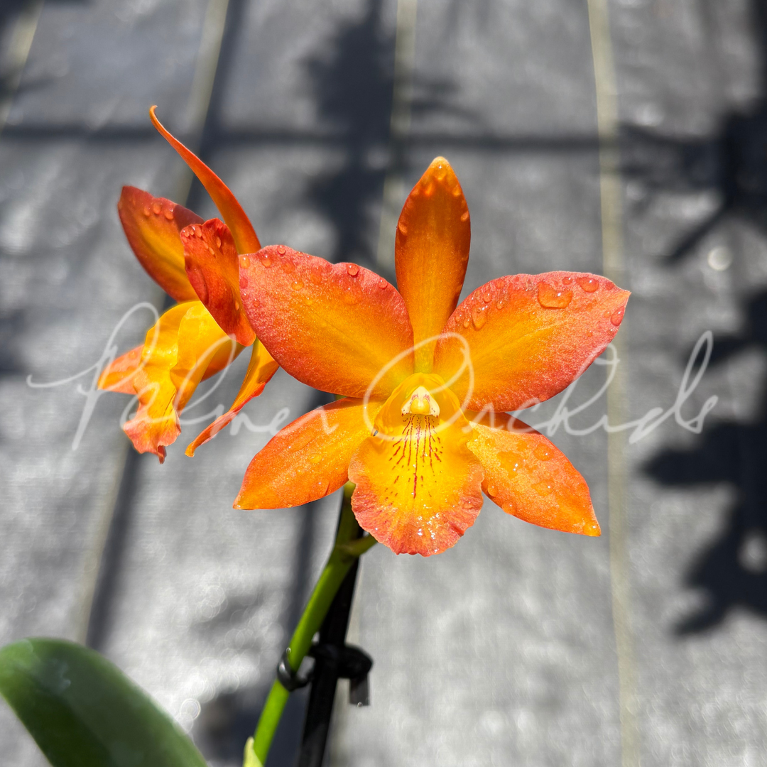 Rth. Carolina Orange D'Or x Gcy. Kyoguchi — Palmer Orchids