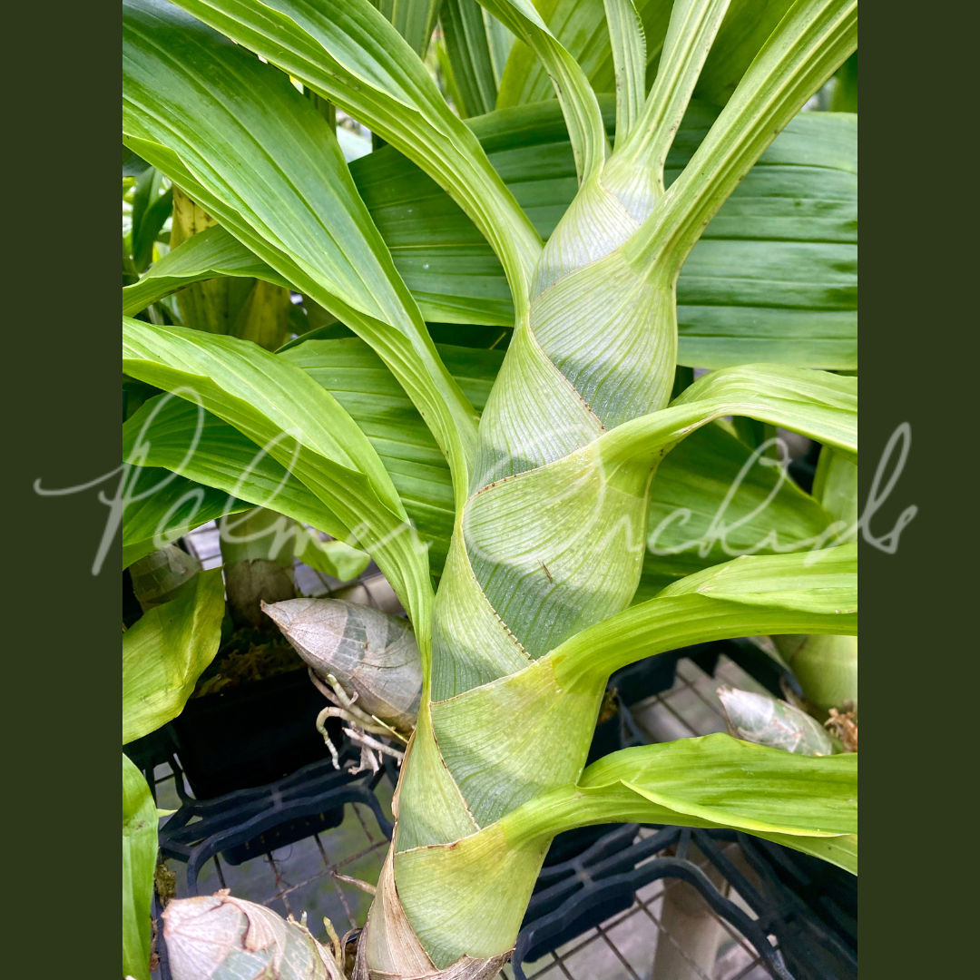 Cycd. Taiwan Gold — Palmer Orchids