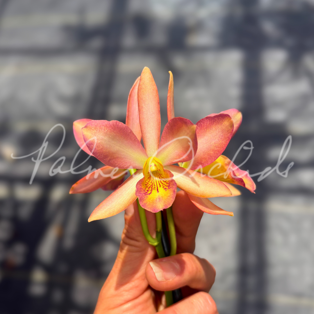 Rth. Carolina Orange D'Or x Gcy. Kyoguchi — Palmer Orchids