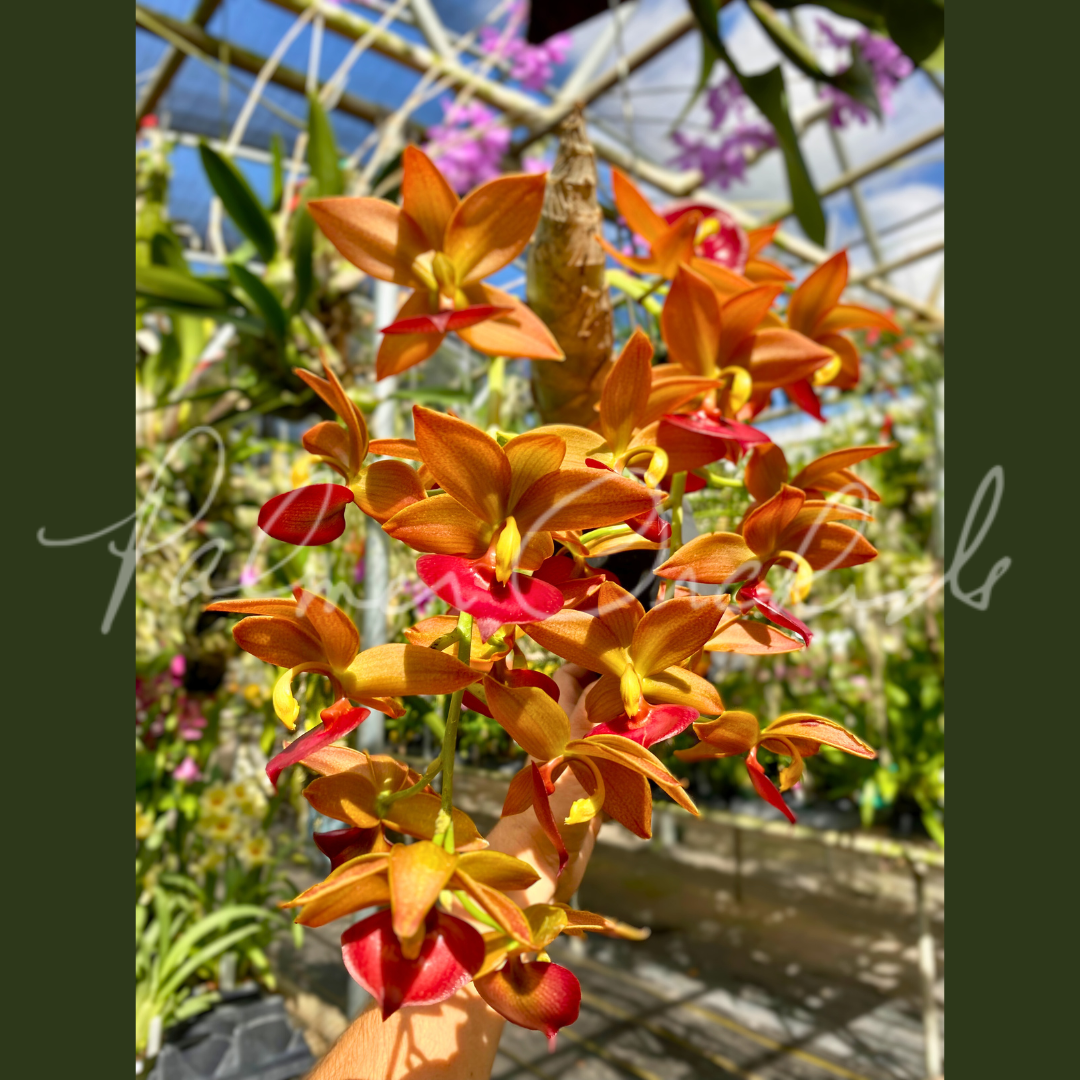 Cycd. Taiwan Gold — Palmer Orchids