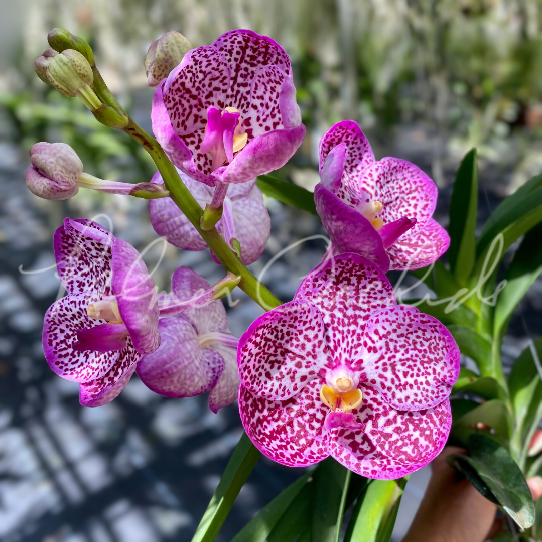 Vanda — Palmer Orchids