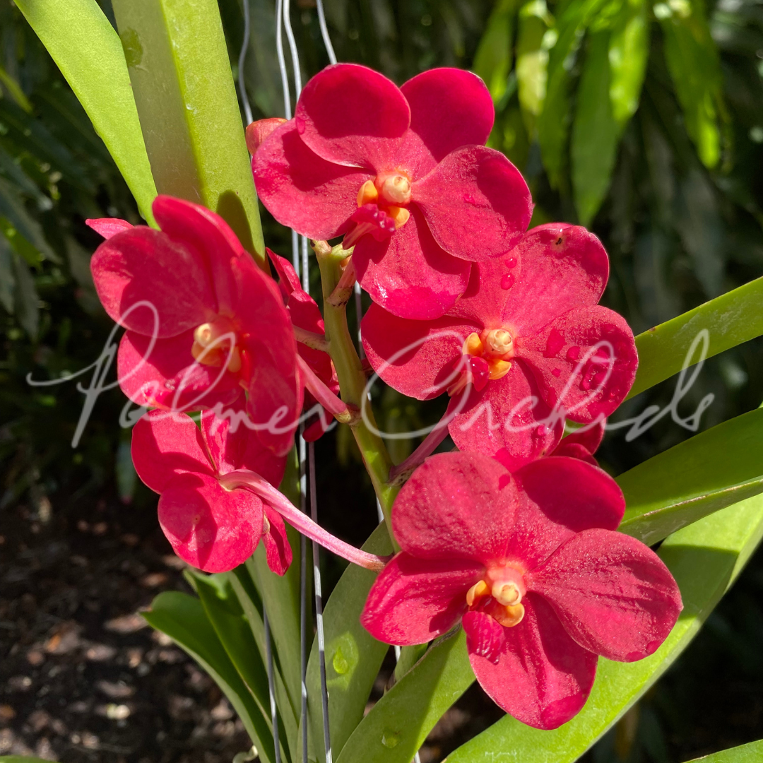 Vanda — Palmer Orchids