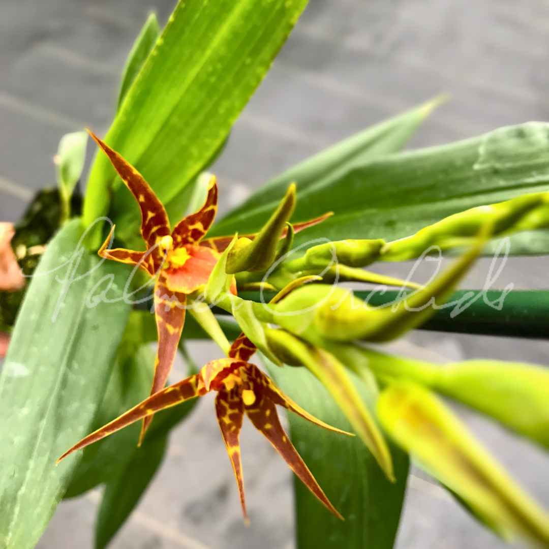 Oncidium — Palmer Orchids