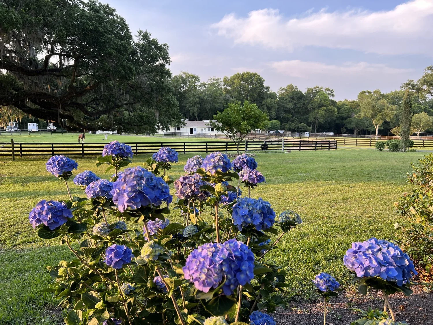 Next Level Farm - Premiere Boarding Equestrian Center