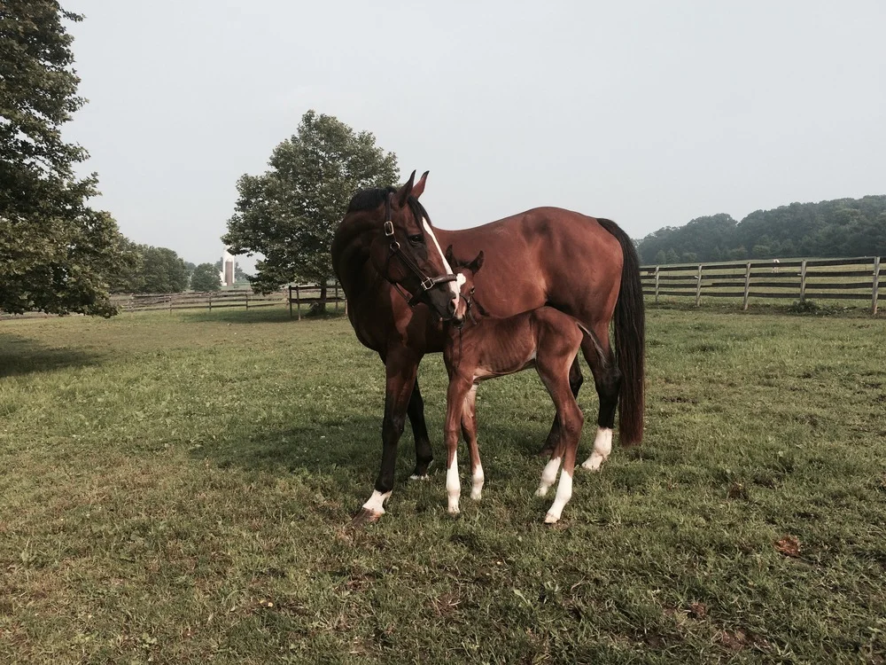 Next Level Farm - Premiere Equestrian Center