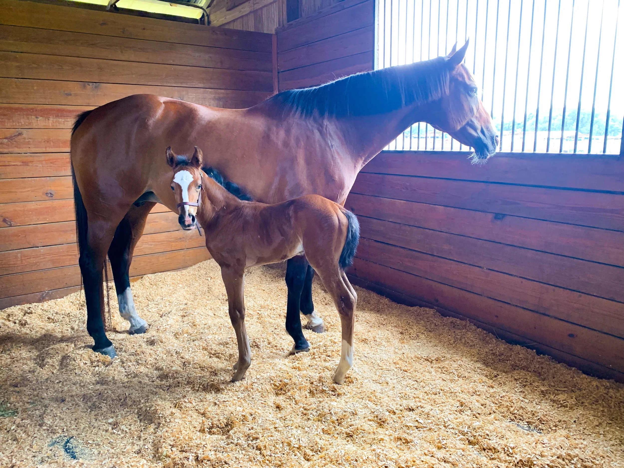 Next Level Farm - Premiere Equestrian Center