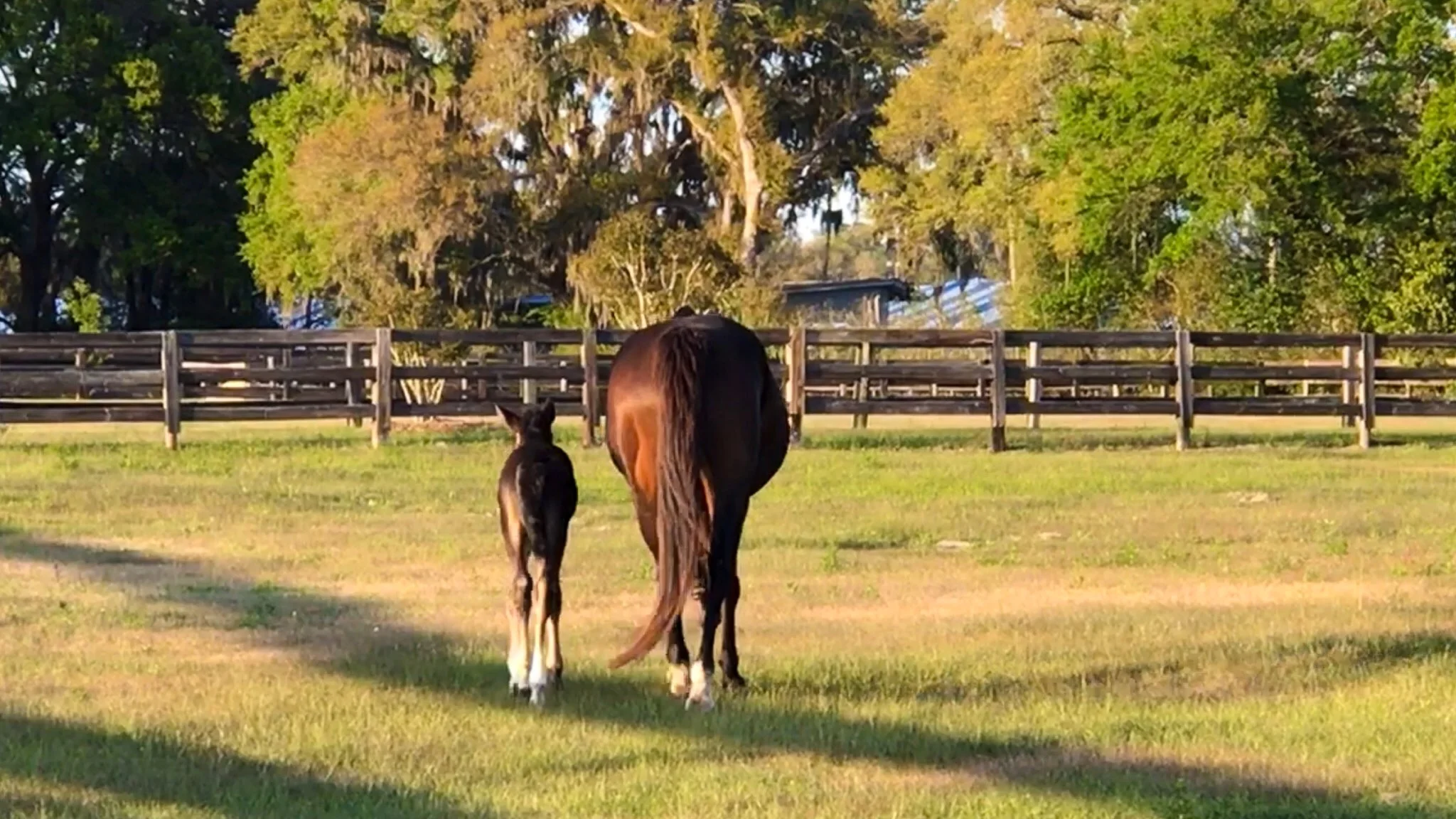 Next Level Farm - Premiere Equestrian Center