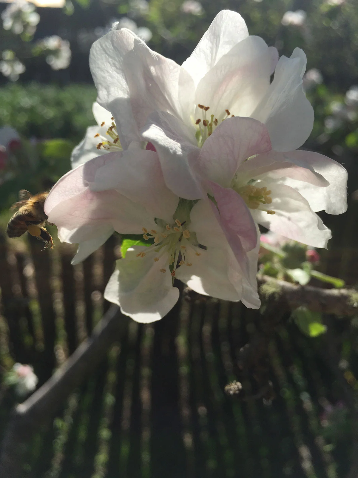 Varieties — The Apple Farm