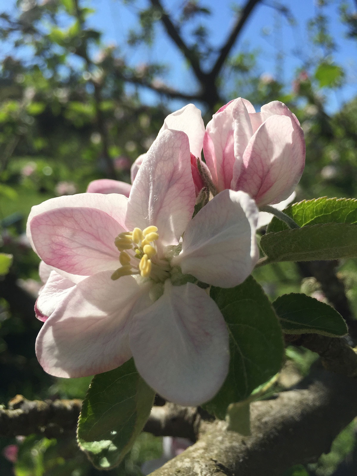 Varieties — The Apple Farm