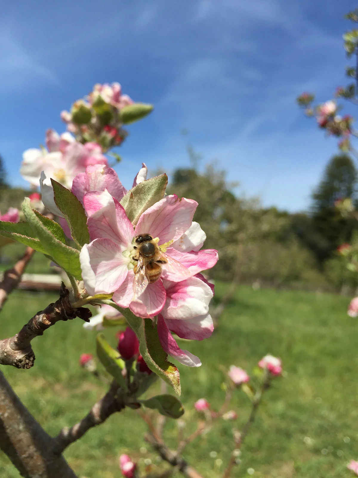 Varieties — The Apple Farm