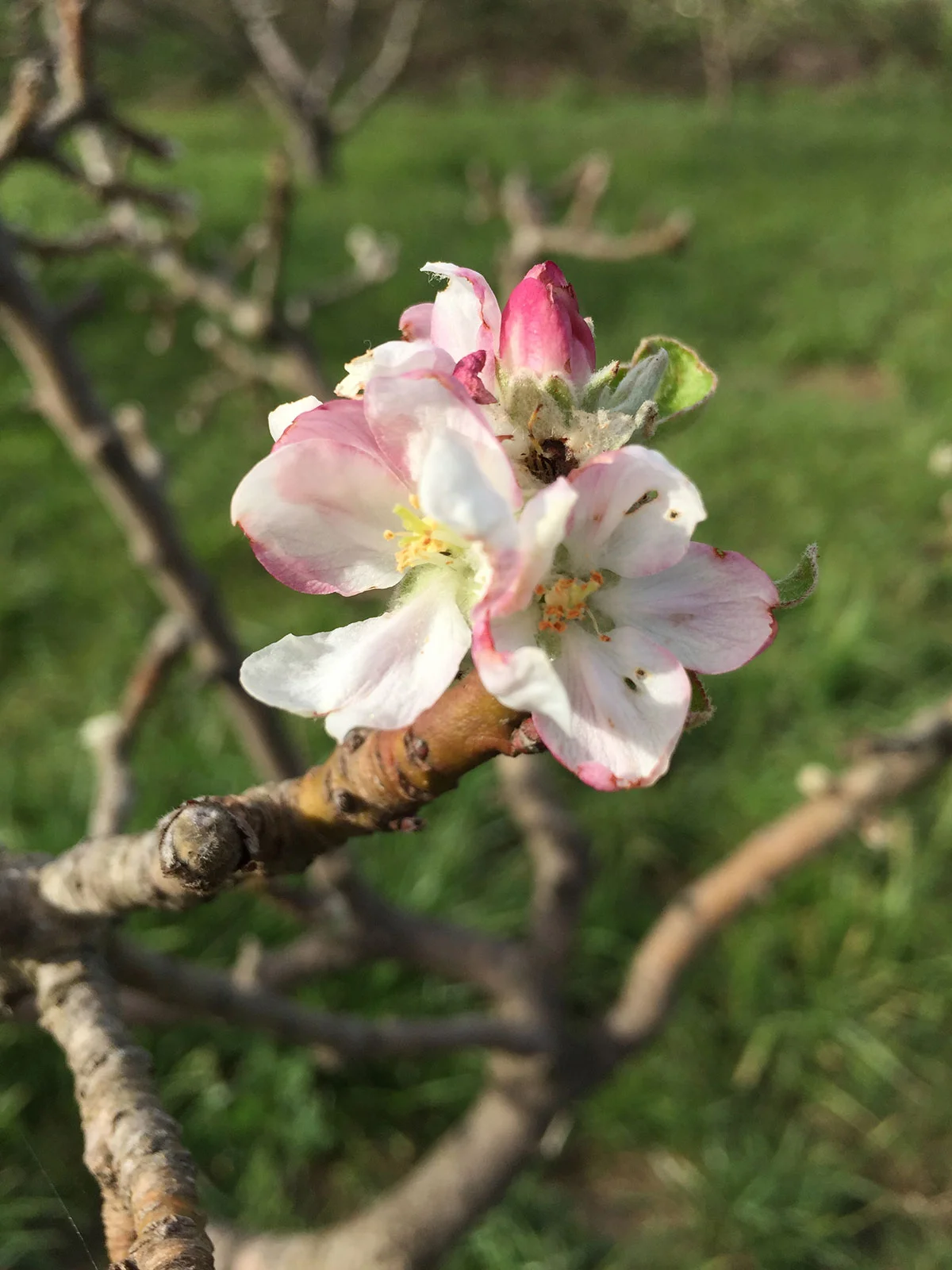 Varieties — The Apple Farm