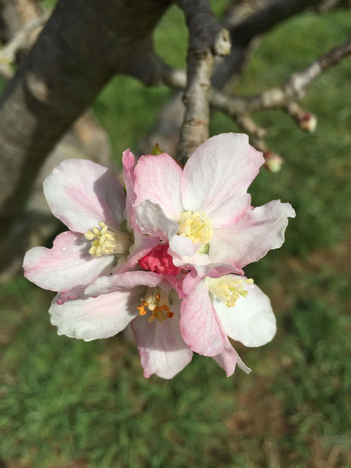 Varieties — The Apple Farm