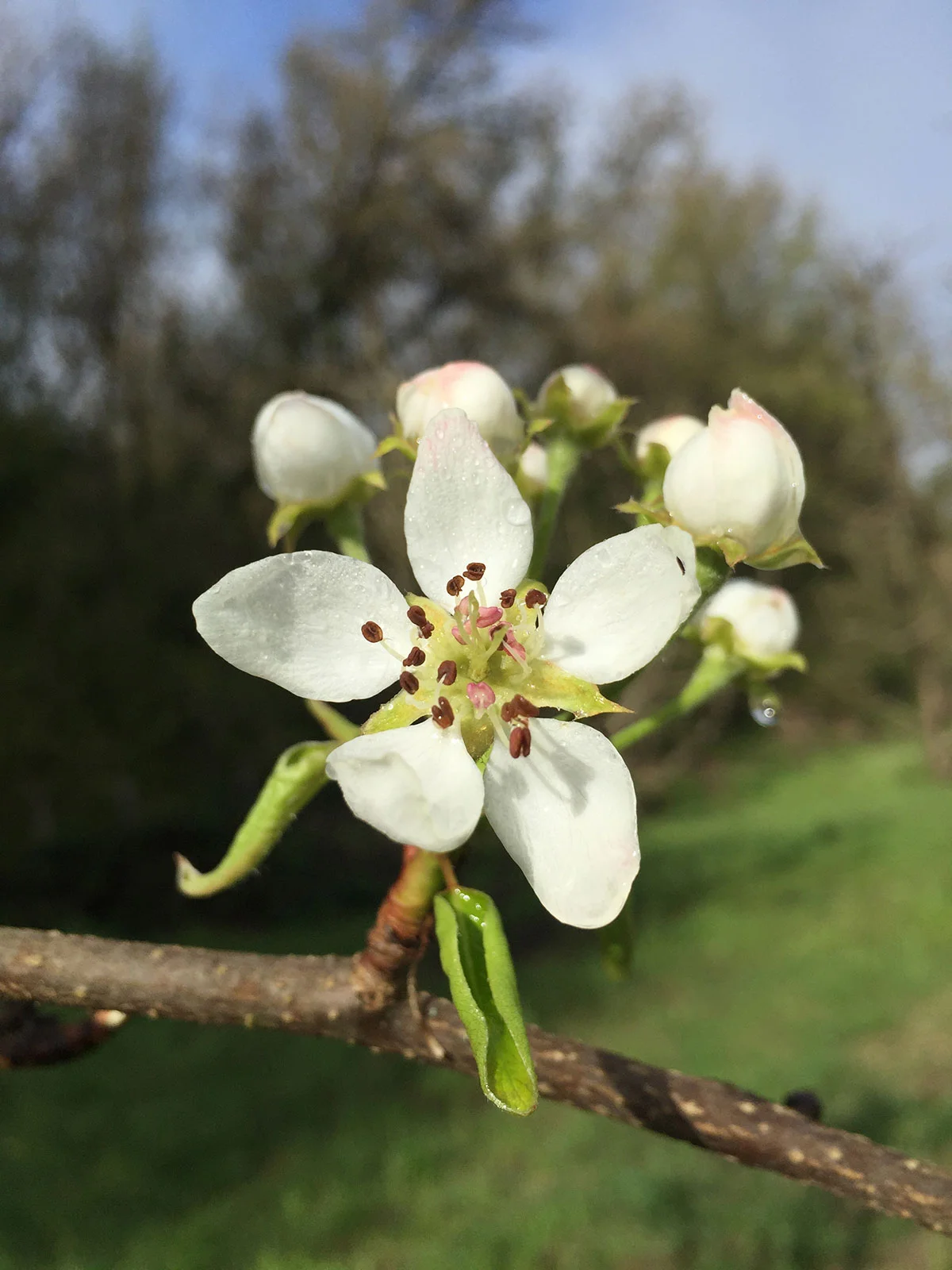 Varieties — The Apple Farm