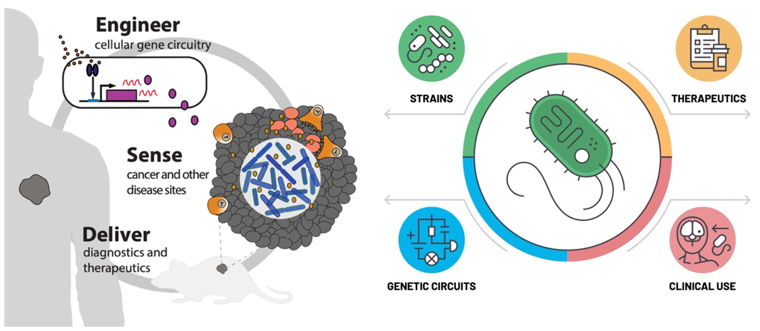 Research Synthetic Biological Systems Laboratory Research Synthetic Biological Systems Laboratory