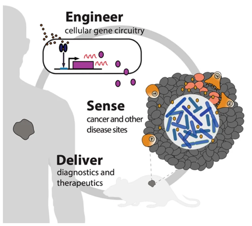 Research — Synthetic Biological Systems Lab